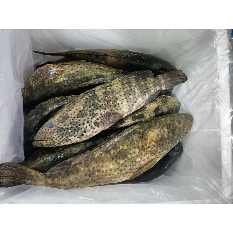 Black Grouper | ZAM GROUP