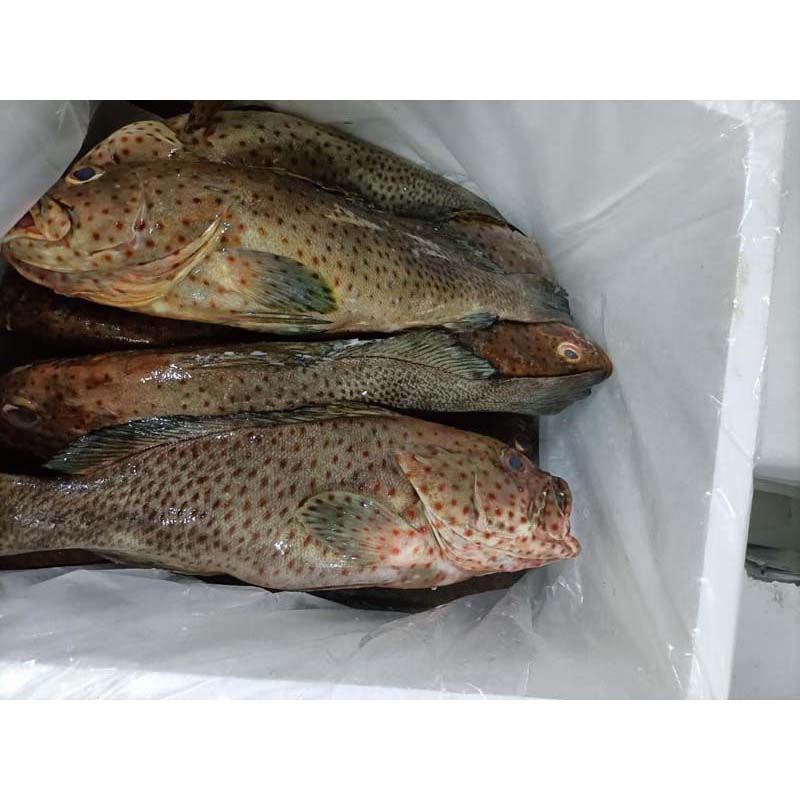 Brown Grouper | ZAM GROUP