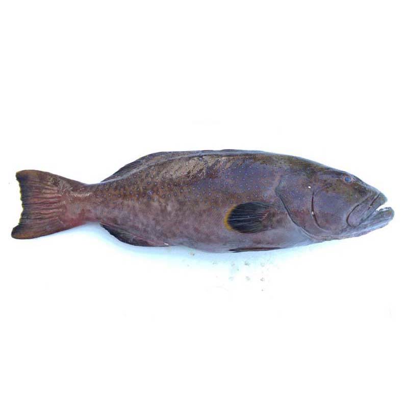 Plain Grouper | ZAM GROUP