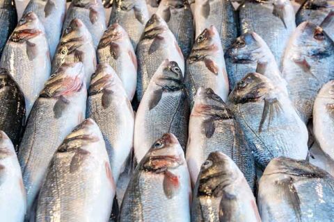 ZAM GROUP | Seafood Export Company in Sri Lanka